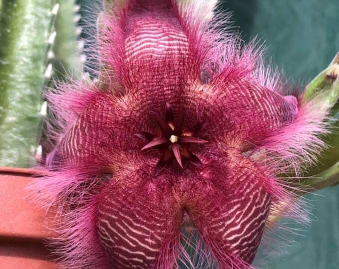 Rare Cactus Orbea Dummeri Live Rooted Get 2 Free Succulents - Etsy