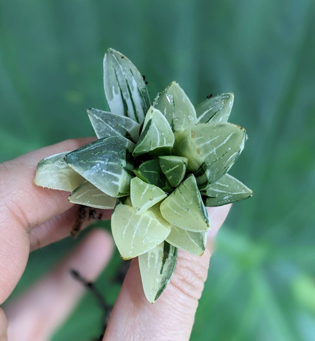 Haworthia Retusa Variegated, Good Roots - Etsy