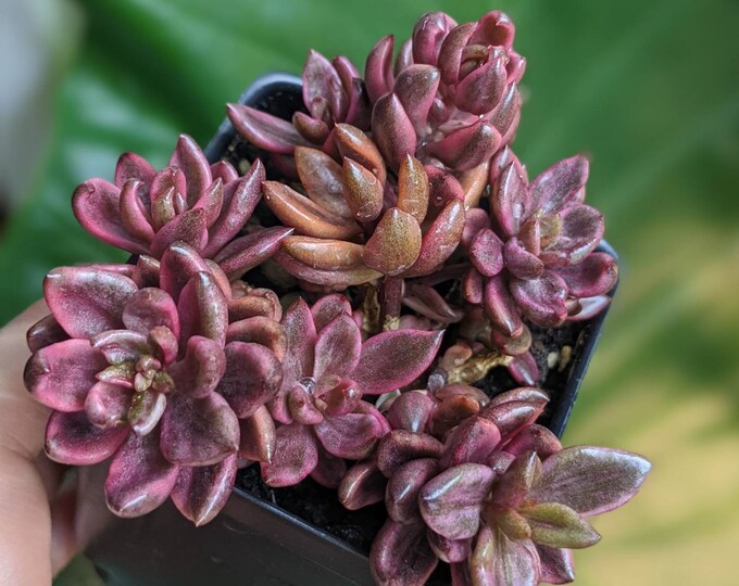 Large Sedum Chocolate Variegated (graptoveria Chocolate Bronze) Rare ...