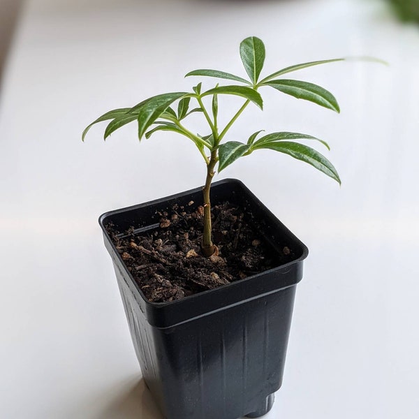 YourPlantCollection - Etsy