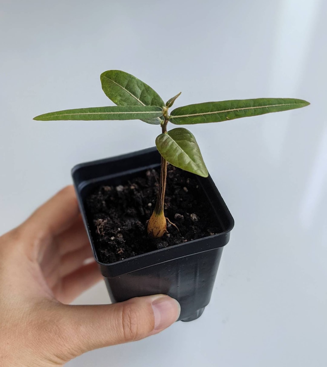 Queensland Bottle Tree Live Caudex Seedling for Bonsai Succulent Rare ...