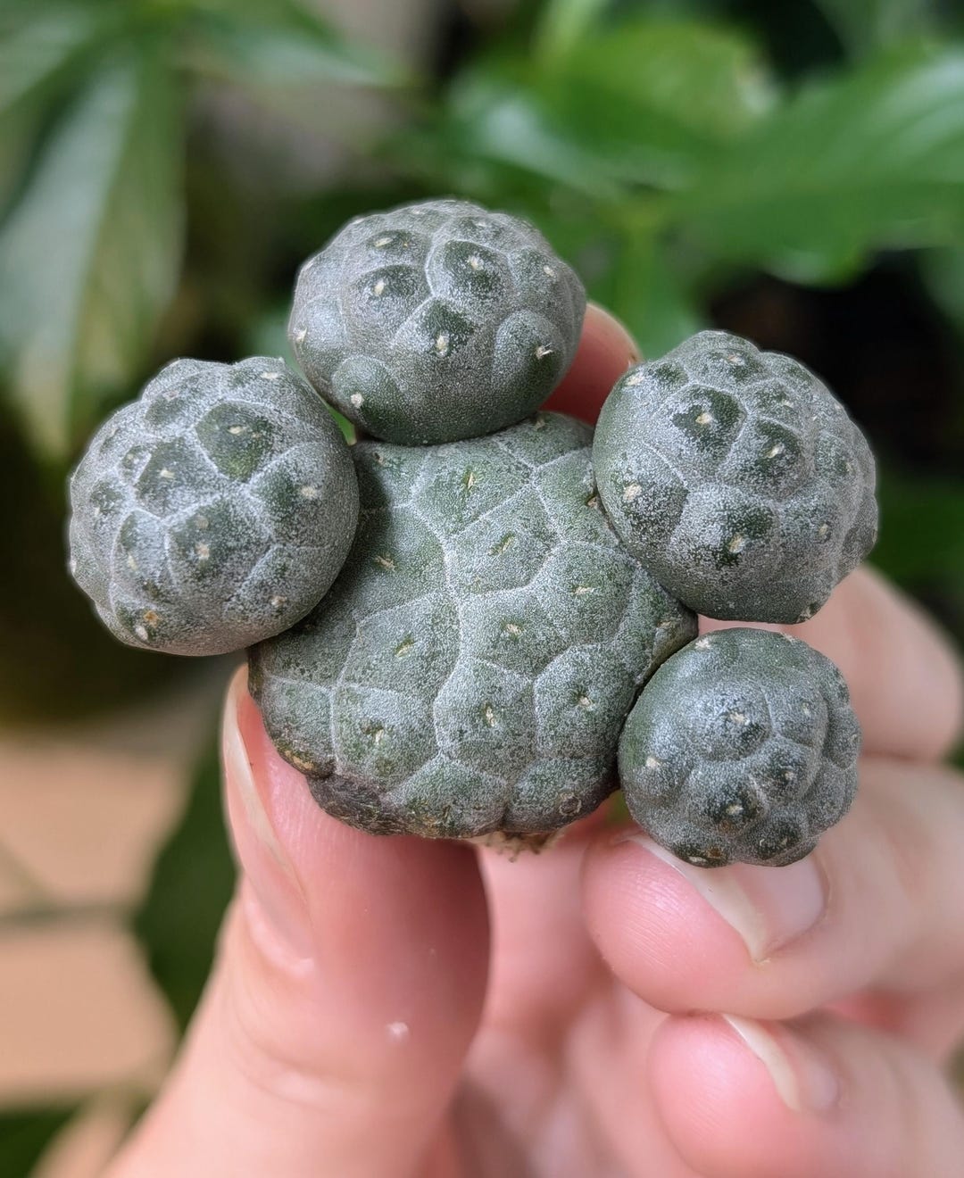 Puna Bonnieae Inermis (maihueniopsis Bonnieae Inermis) Rare Cactus - Etsy