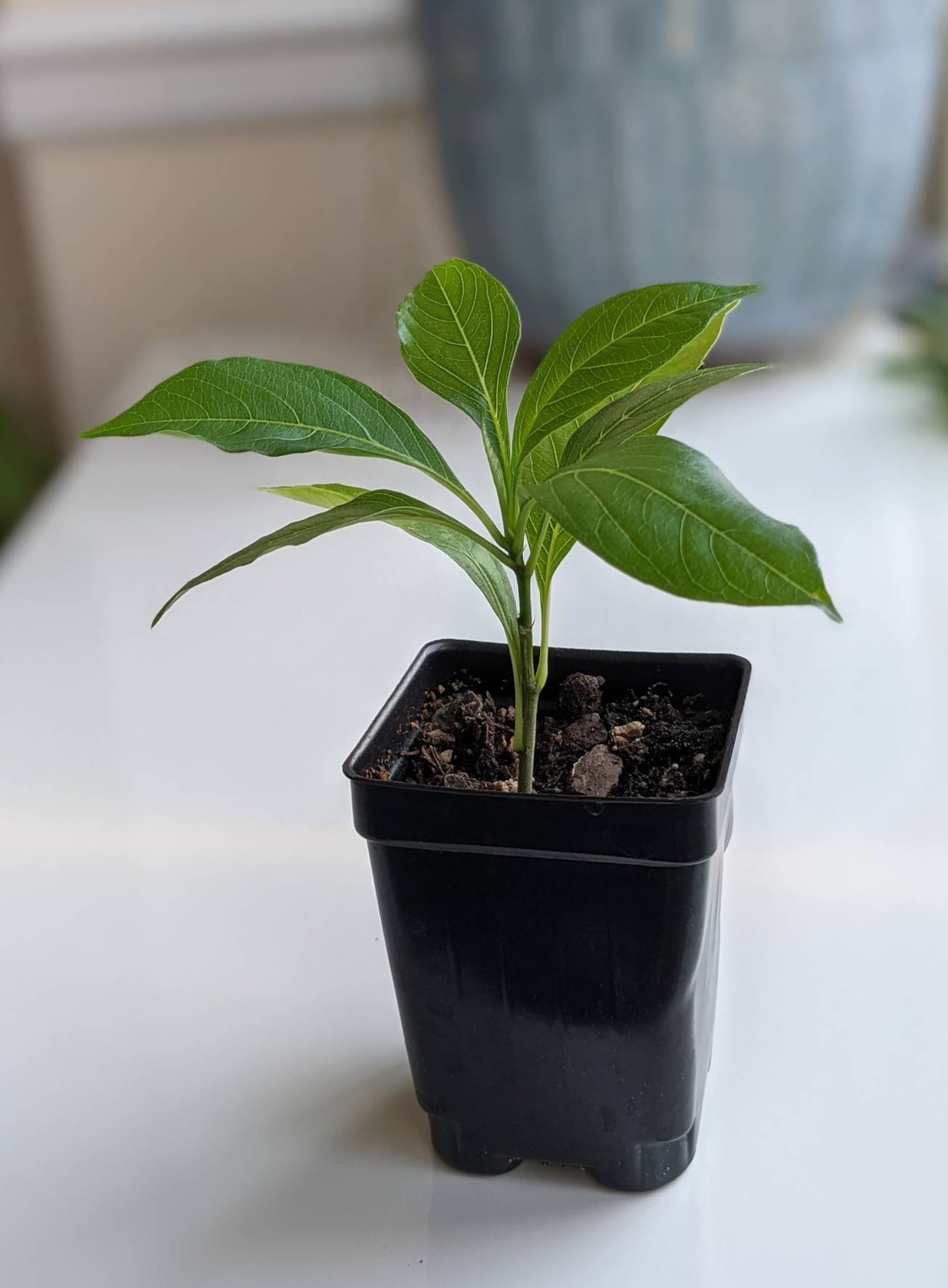Adansonia Digitata Baobab Live Plant Seedling for Bonsai - Etsy