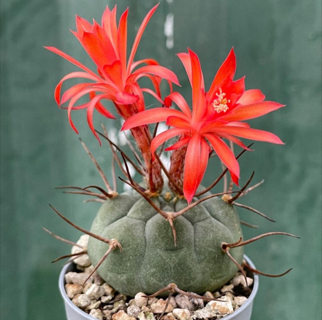 Matucana Madisoniorum Rare Cactus Red Flower - Etsy