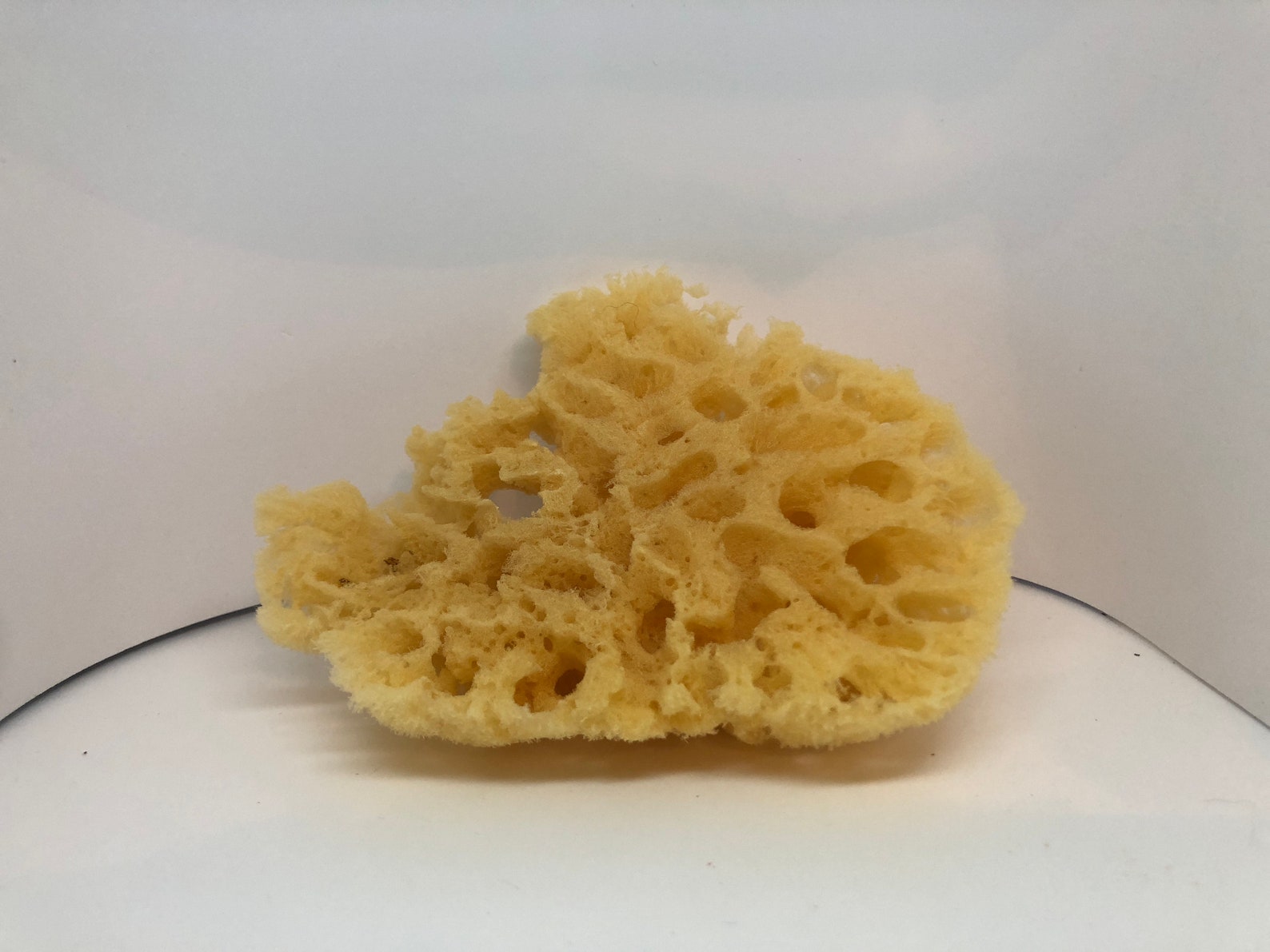 Natural Sea Sponges, Soap Making Sponges, Sea Sponge Slices - Etsy