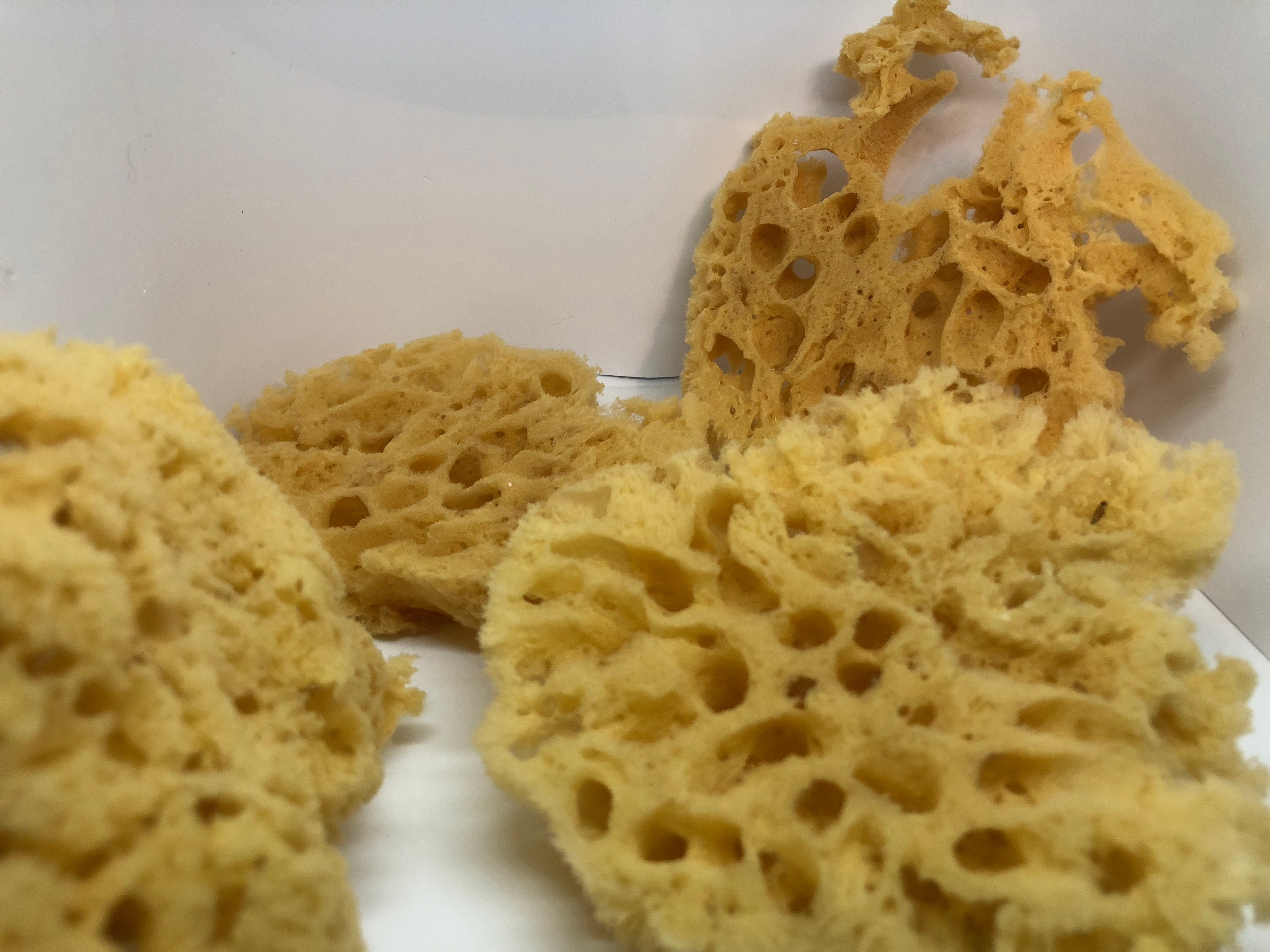 Natural Sea Sponges, Soap Making Sponges, Sea Sponge Slices - Etsy