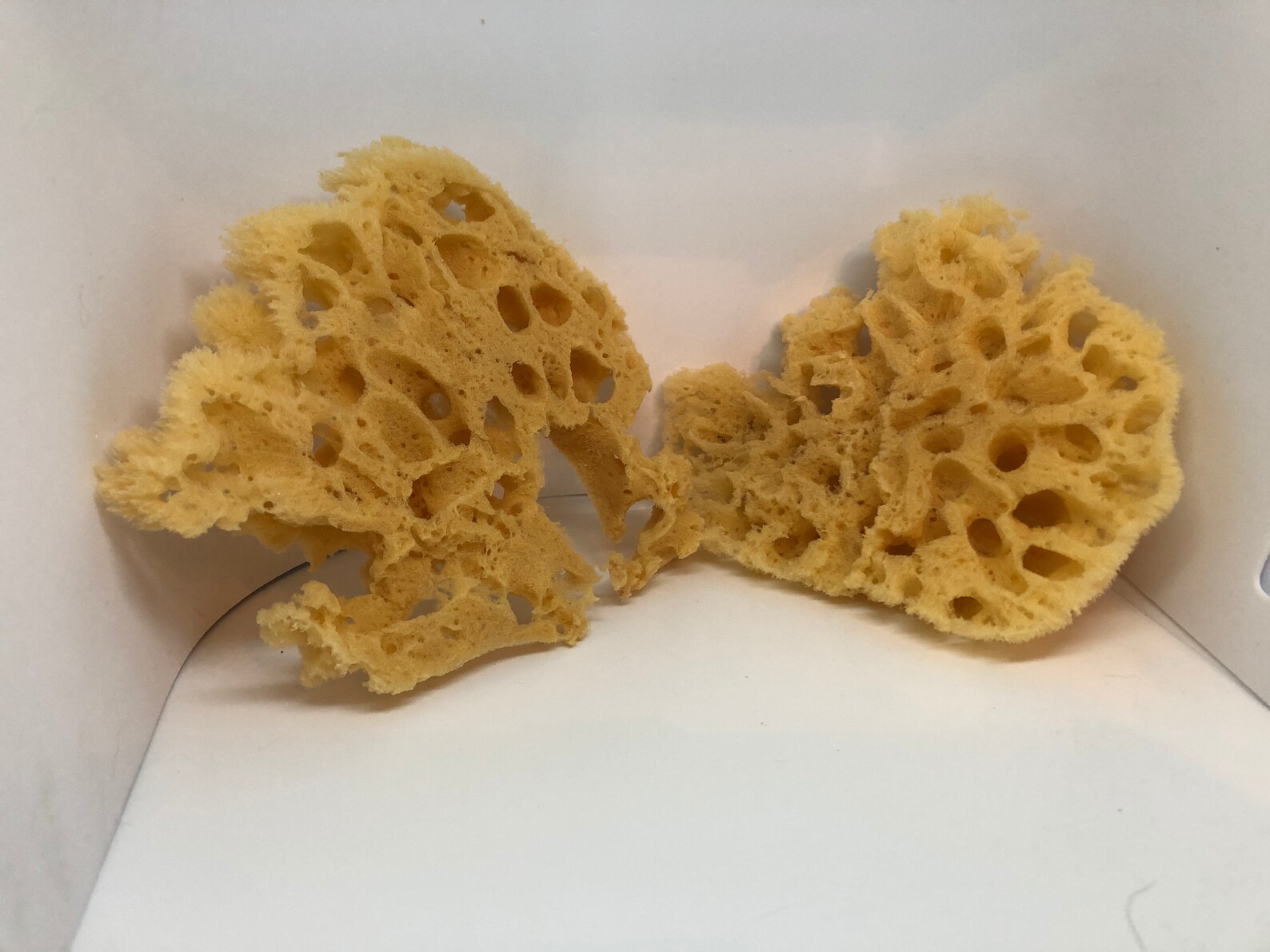 Natural Sea Sponges, Soap Making Sponges, Sea Sponge Slices - Etsy