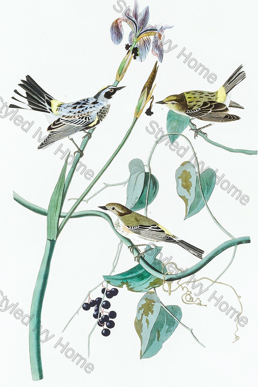 Vintage Yellow Crown Warbler Print | Audubon Warbler Digital Download ...