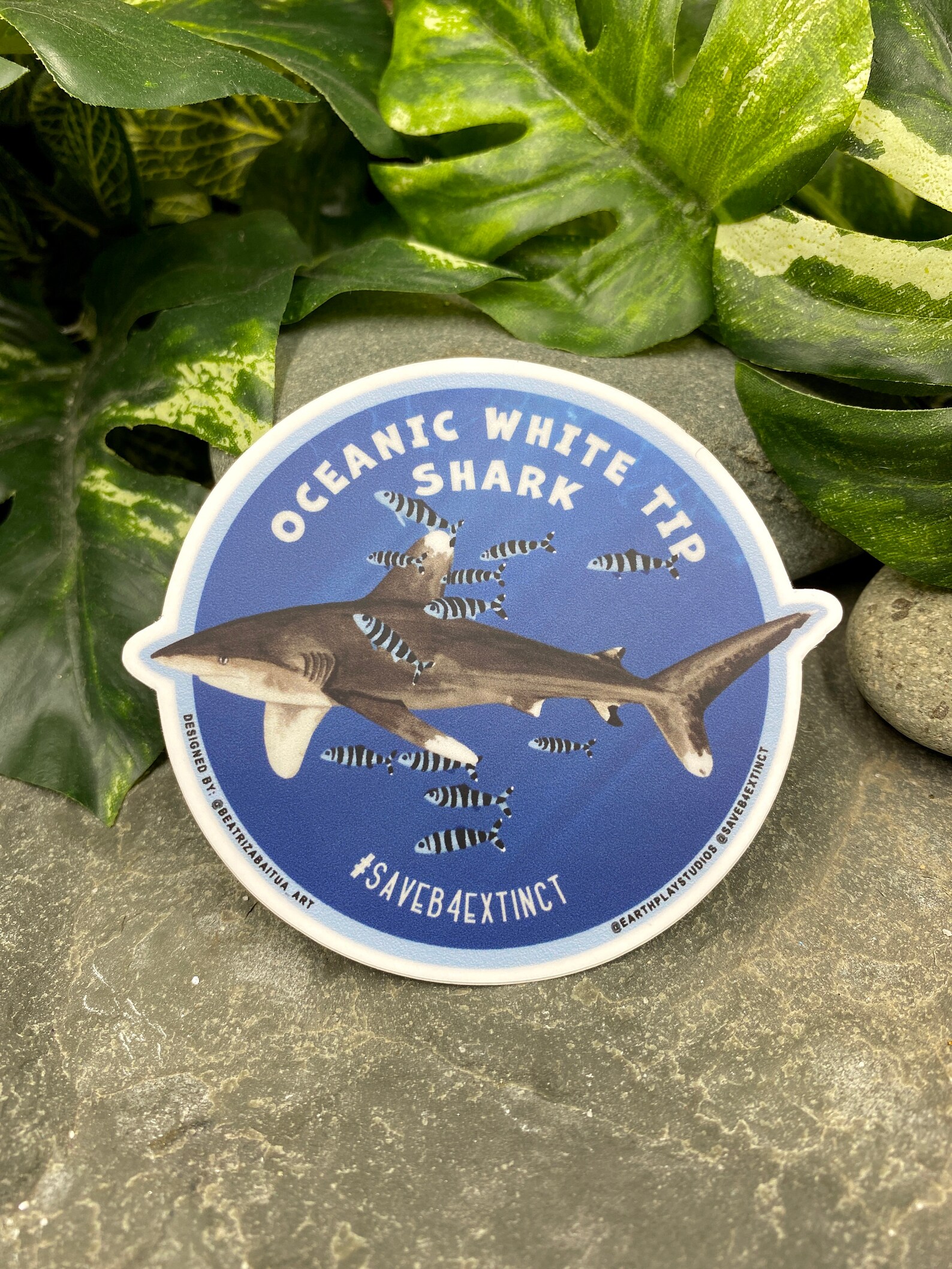 Oceanic White Tip Hai Sticker / Animal Conservation Sticker / | Etsy
