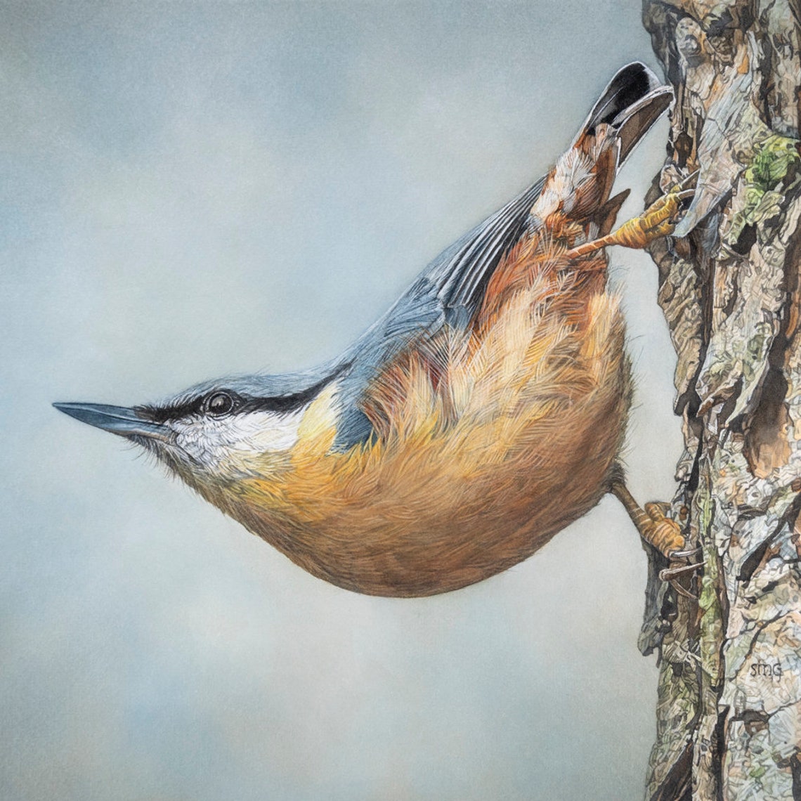 Nuthatch Watercolor Bird Painting Print Choice of Sizes Gift | Etsy
