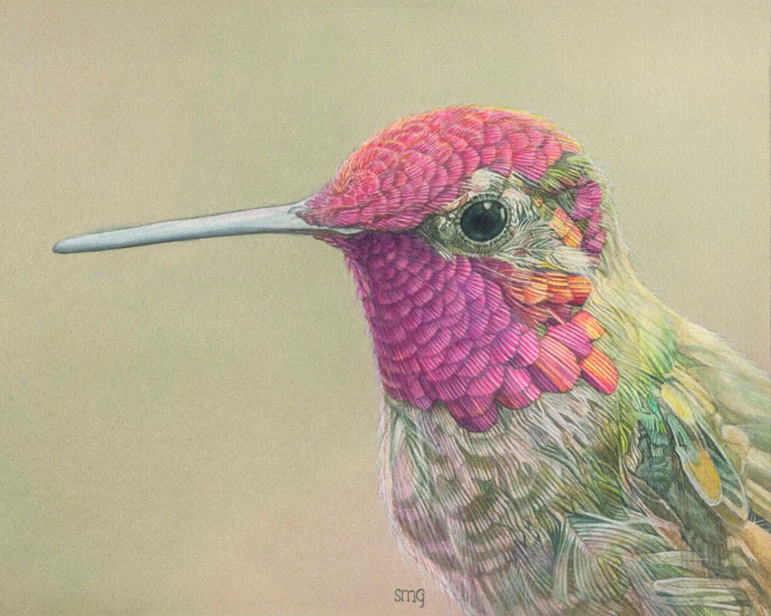 Anna's Hummingbird Print 8 X 10 Inch of Watercolor Painting 8 by 10 by ...