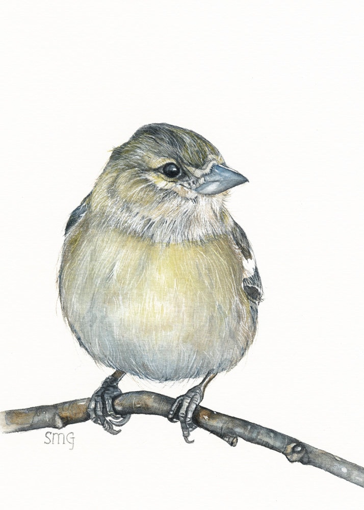 Finch Bird Original Watercolor Art Print by Shirley Greenville, Gift ...