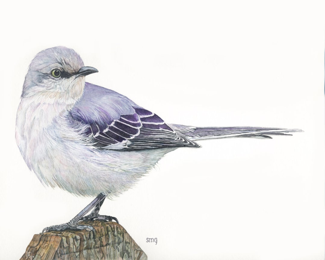 Northern Mockingbird Print 8 X 10 of Watercolor Painting 8" by 10" by ...