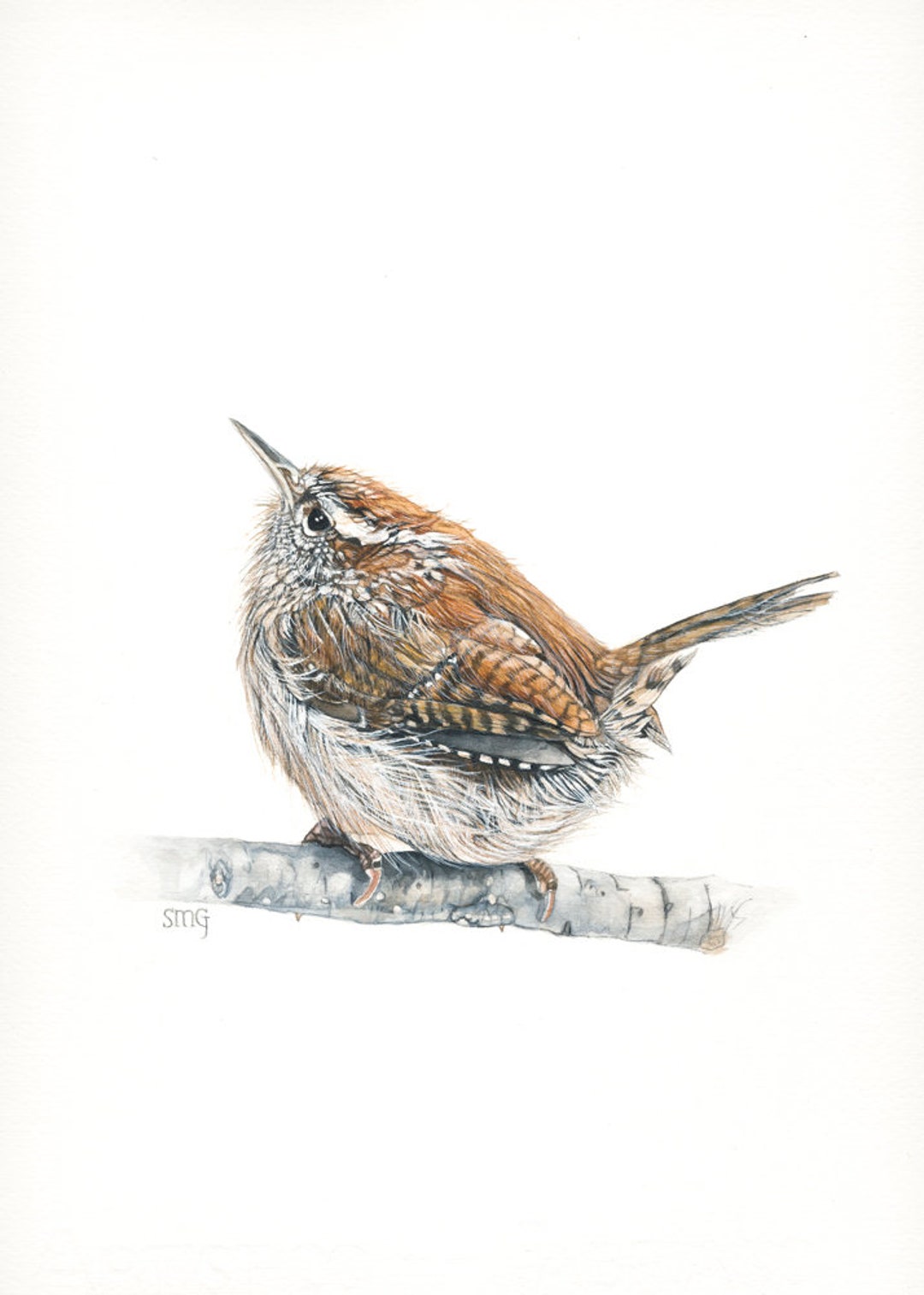 Carolina Wren Print 5x7 of Watercolor Painting 5 by 7, Bird Watercolor ...