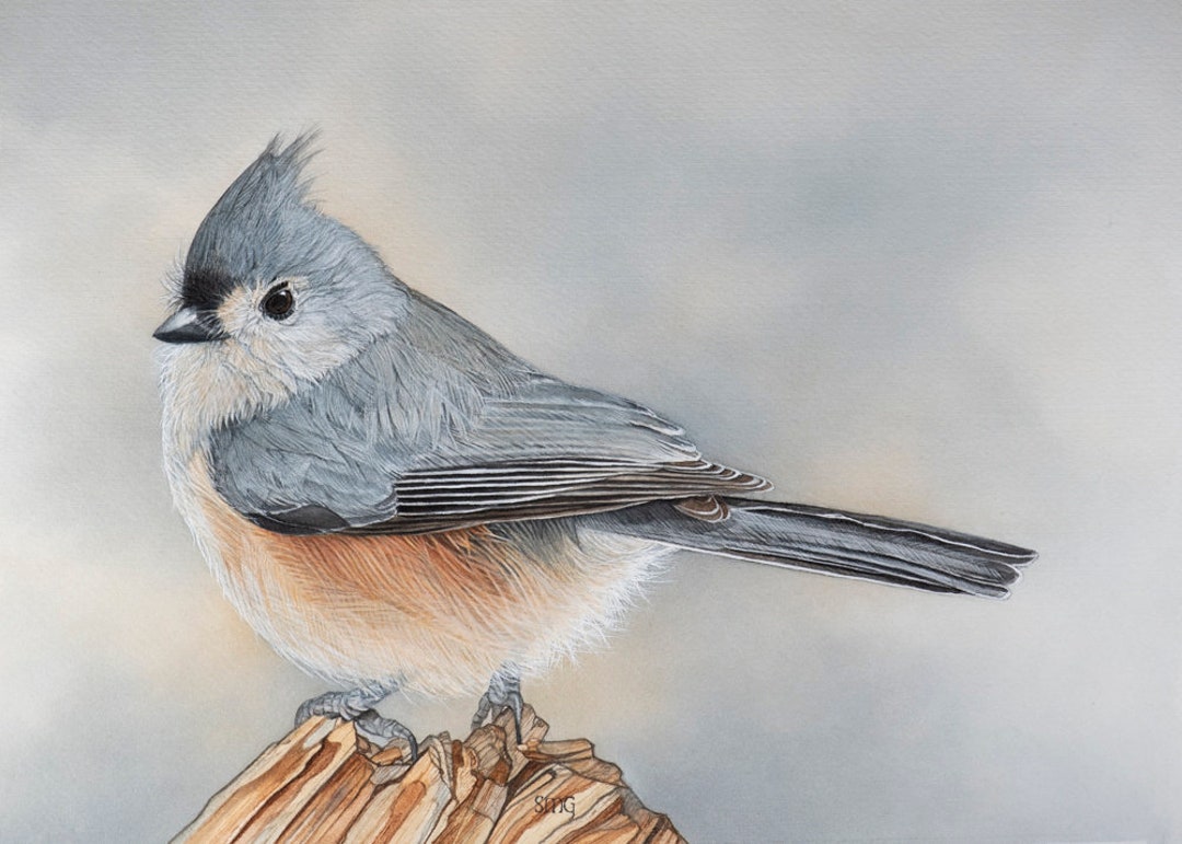 Tufted Titmouse Bird Print 5x7 of Watercolor Painting 5" by 7 ...