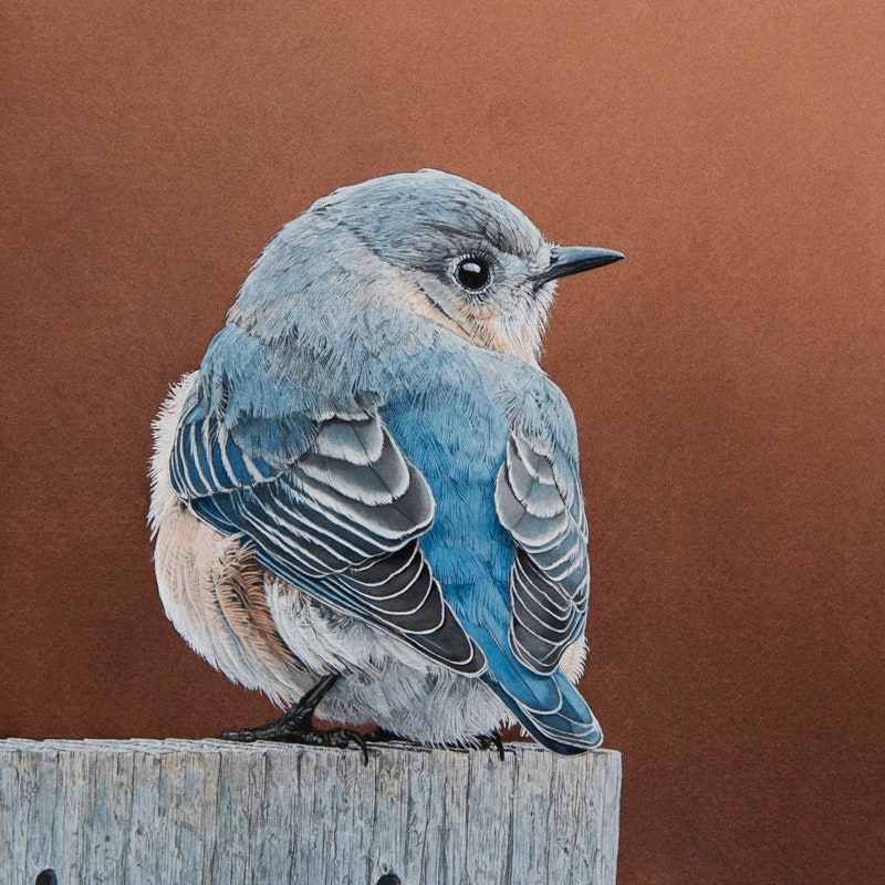 Bluebird Wall Art - Etsy