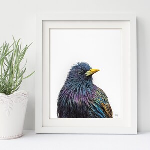 European Starling Bird Print 8x10 of Watercolor Painting 8" by 10" - Etsy