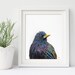 European Starling Bird Print 8x10 of Watercolor Painting 8" by 10" - Etsy