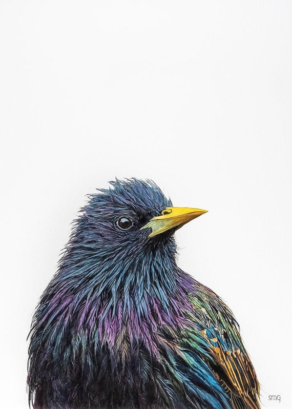 Starling Bird Print 5x7 of Watercolor Painting 5 by - Etsy