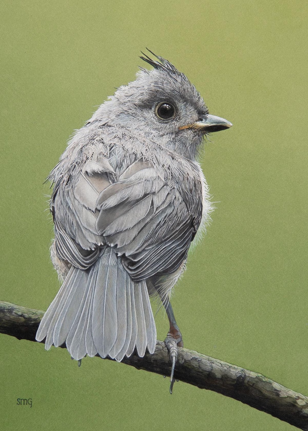 Baby Tufted Titmouse Bird Print 5x7 of Original Realistic Watercolor ...