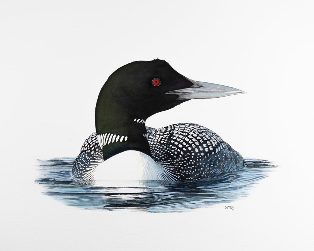 Loon, Original Waterbird Watercolor Art Print 8x10, by Shirley ...