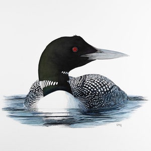 Loon, Original Waterbird Watercolor Art Print 8x10, by Shirley ...