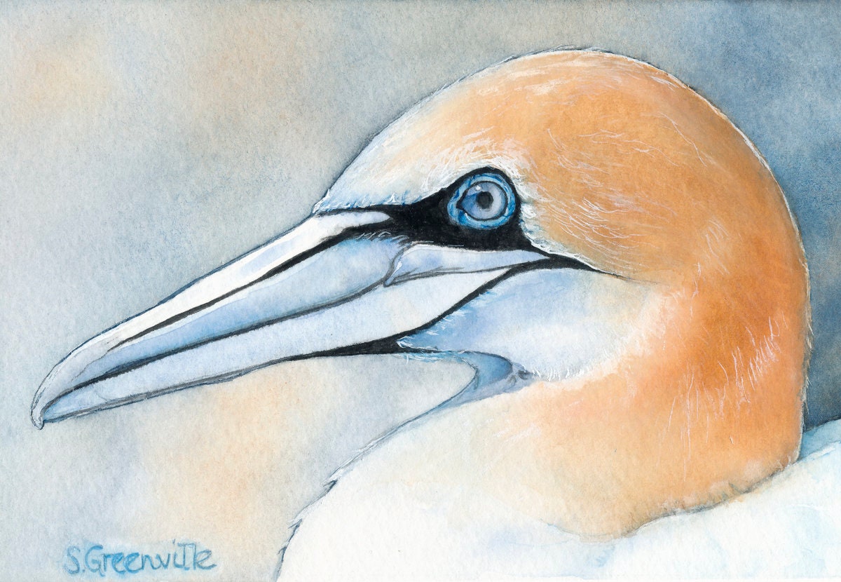 5x7 Northern Gannet print of watercolor painting | Etsy