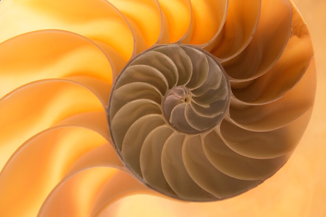 Nautilus Shell Fine Art Print metal or Canvas | Etsy