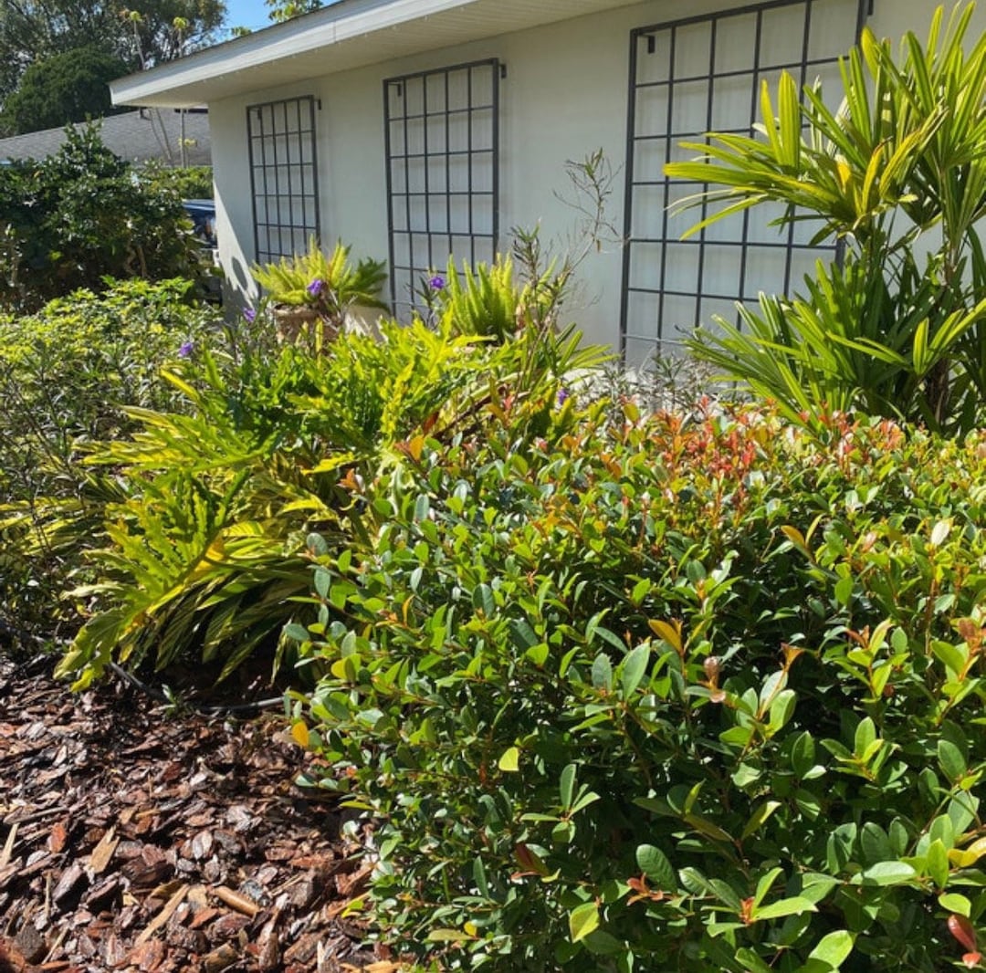 Jumbo Trellises, Multiple Sizes, Classic Metal Garden Trellis ...