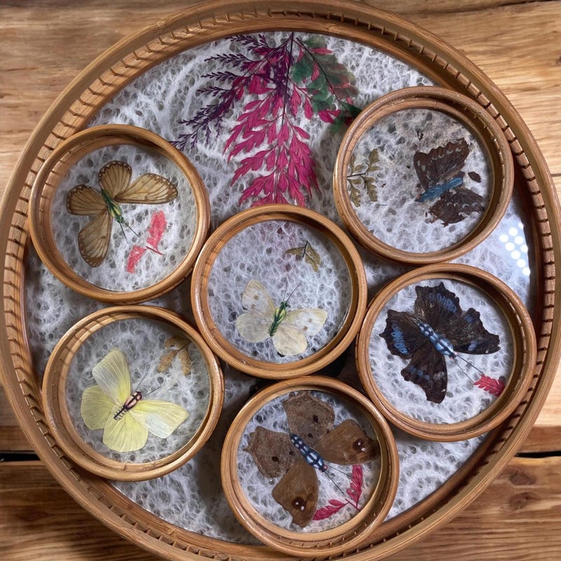 Dried Butterflies - Etsy
