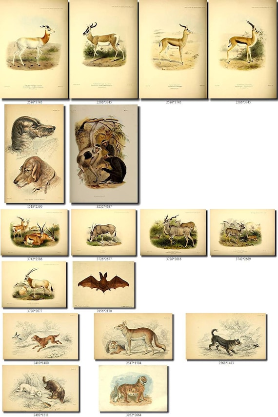 Visual Arts Craft Supplies & Tools MAMMALS-11 Collection of 216 vintage ...
