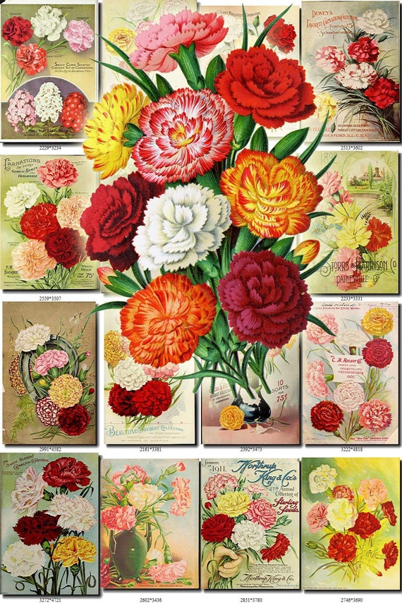 CARNATION-2 Collection of 168 vintage images botanical picture | Etsy