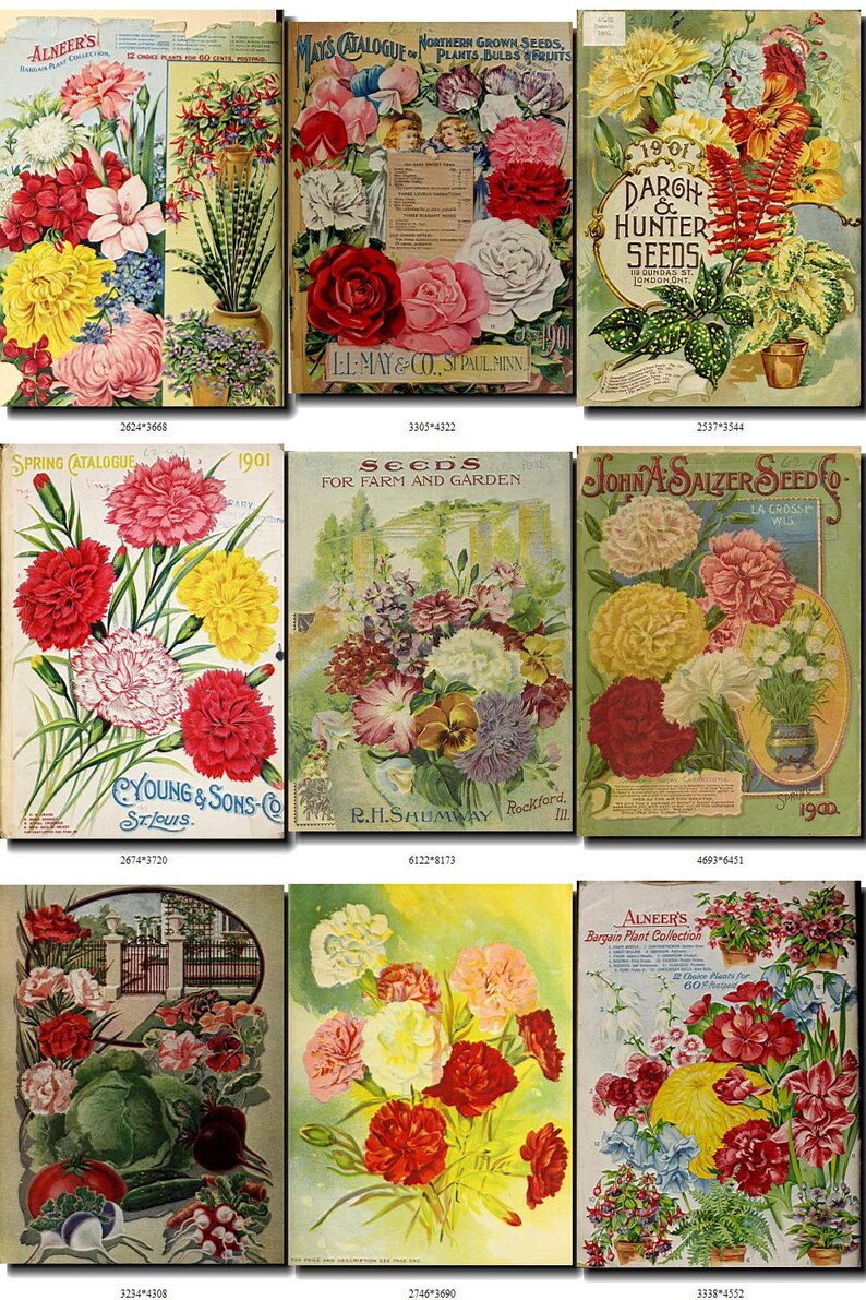 CARNATION-2 Collection of 168 vintage images botanical picture | Etsy