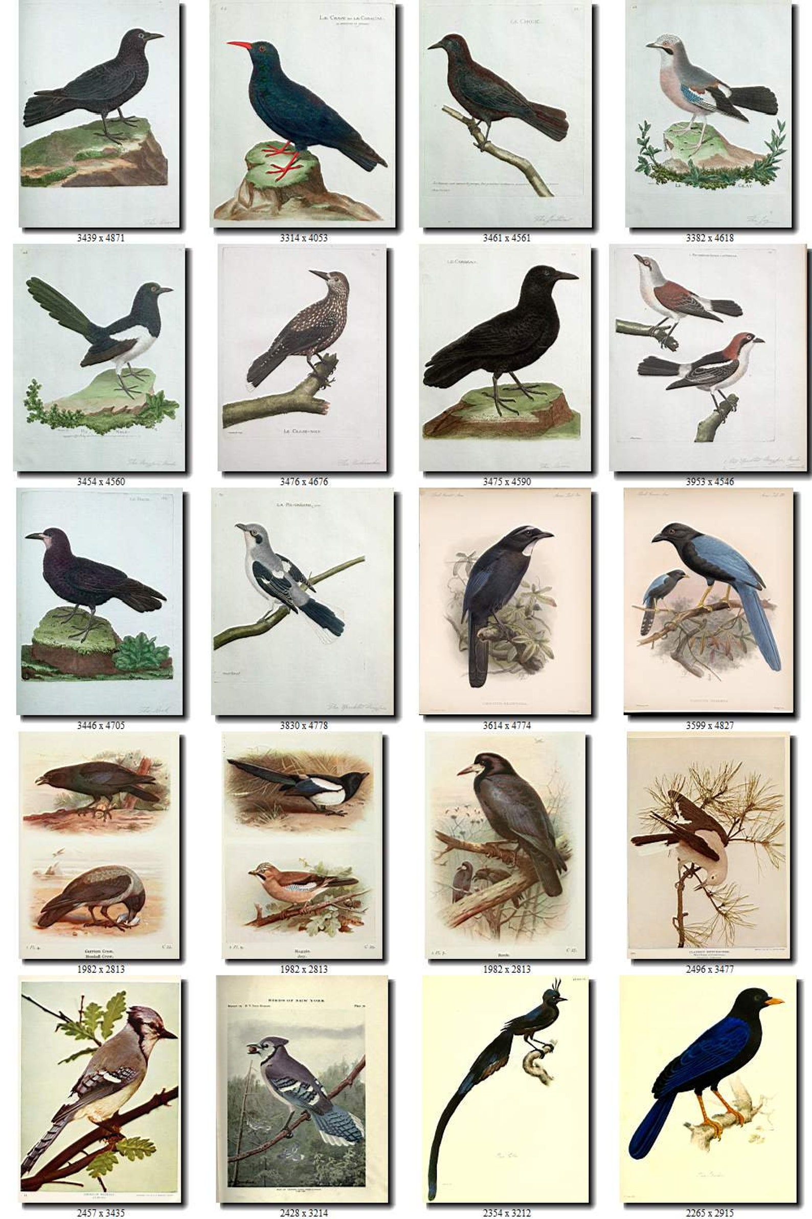 CORVIDAE-1 birds Collection of 183 pictures vintage images | Etsy