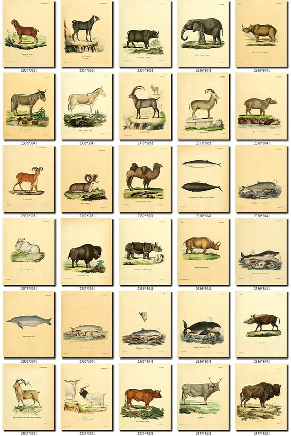 Visual Arts Craft Supplies & Tools MAMMALS-11 Collection of 216 vintage ...