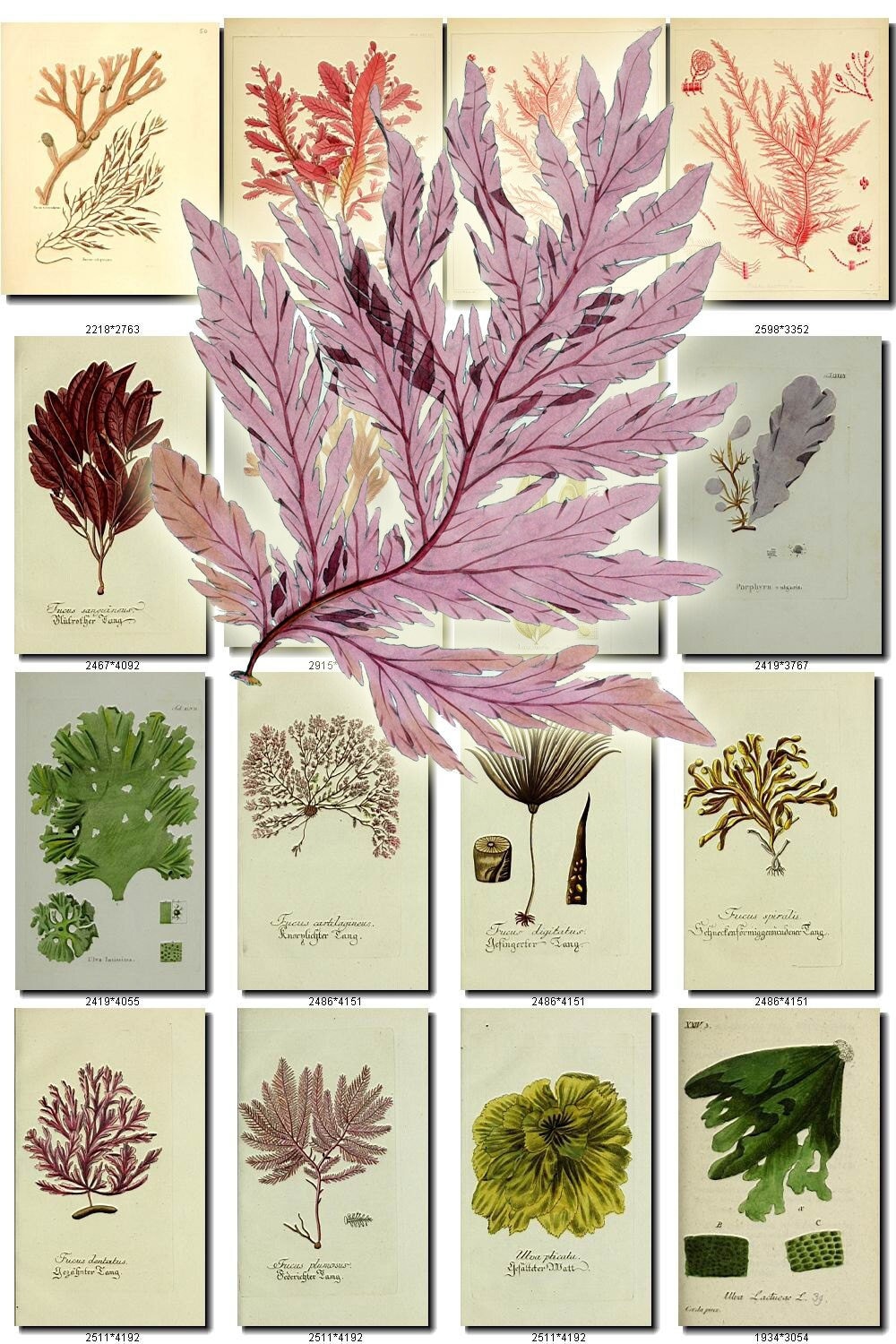 ALGAE-1 Collection of 80 seaweeds vintage images botanical pictures ...