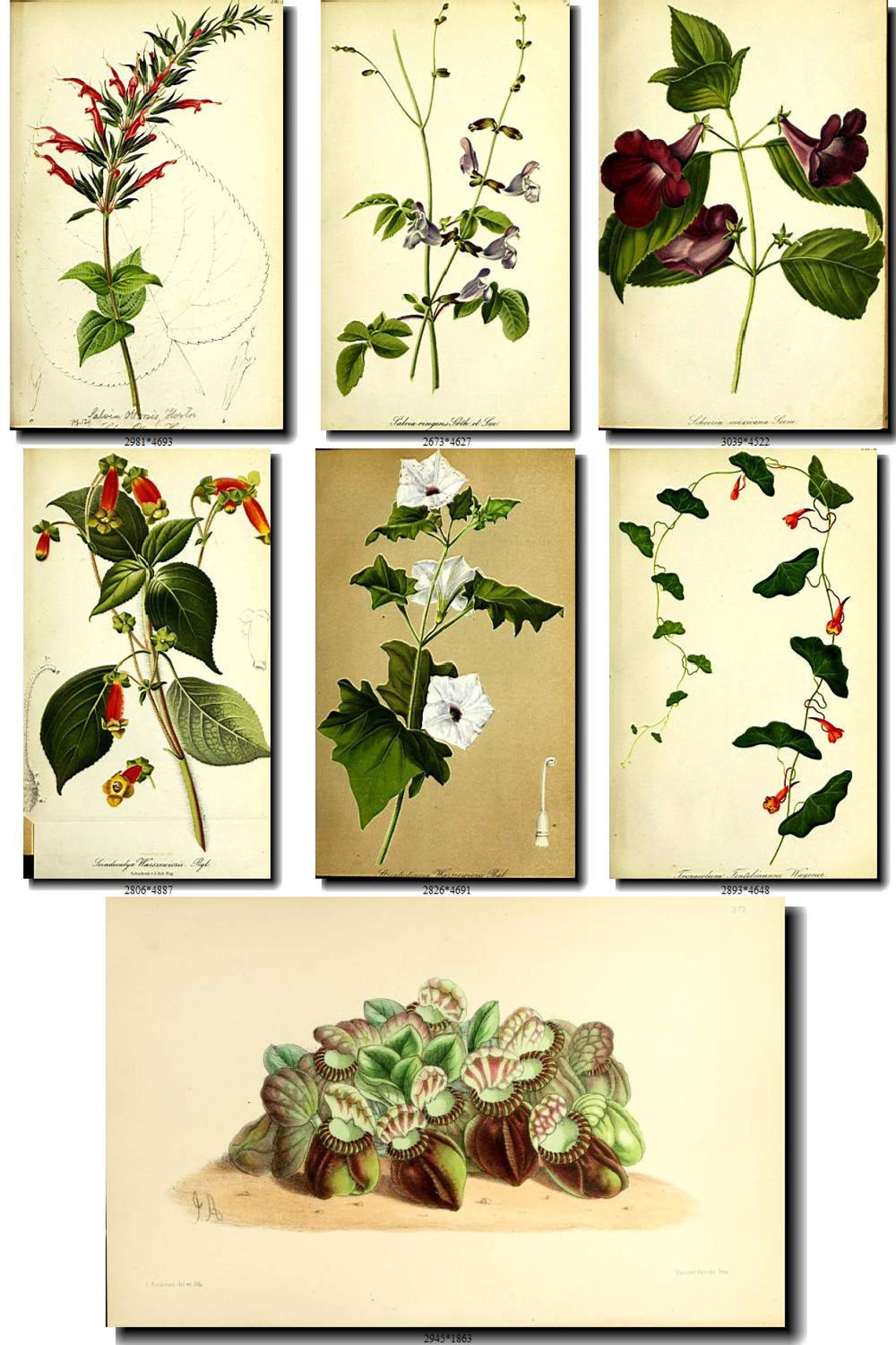FLOWERS 41 Collection Of 69 Vintage Images Amaryllis Clematis Etsy flowers-41-collection-of-69-vintage-images-amaryllis-clematis-etsy