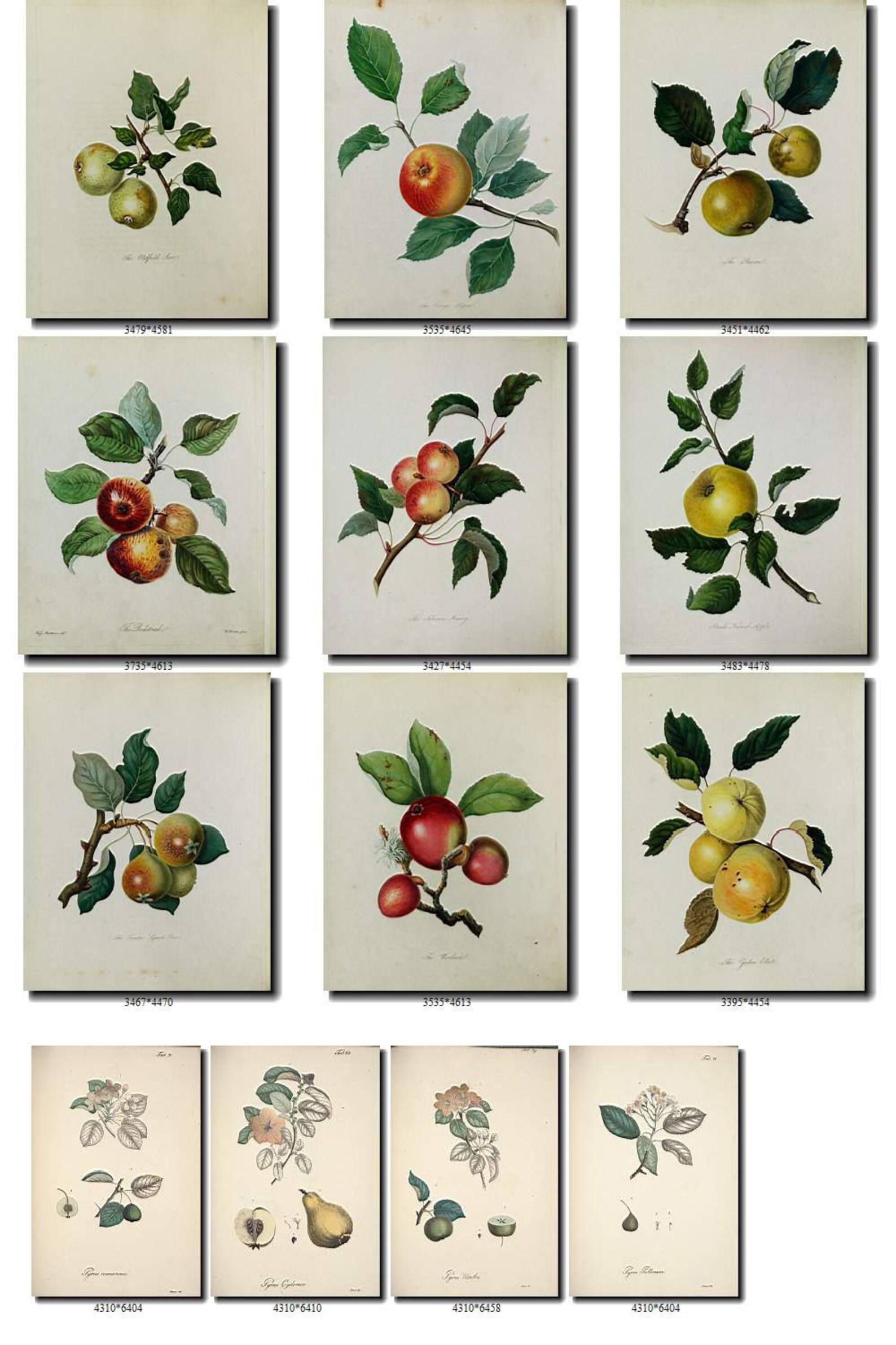 FRUITS VEGETABLES-23 Collection of 120 Vintage Images Apples | Etsy
