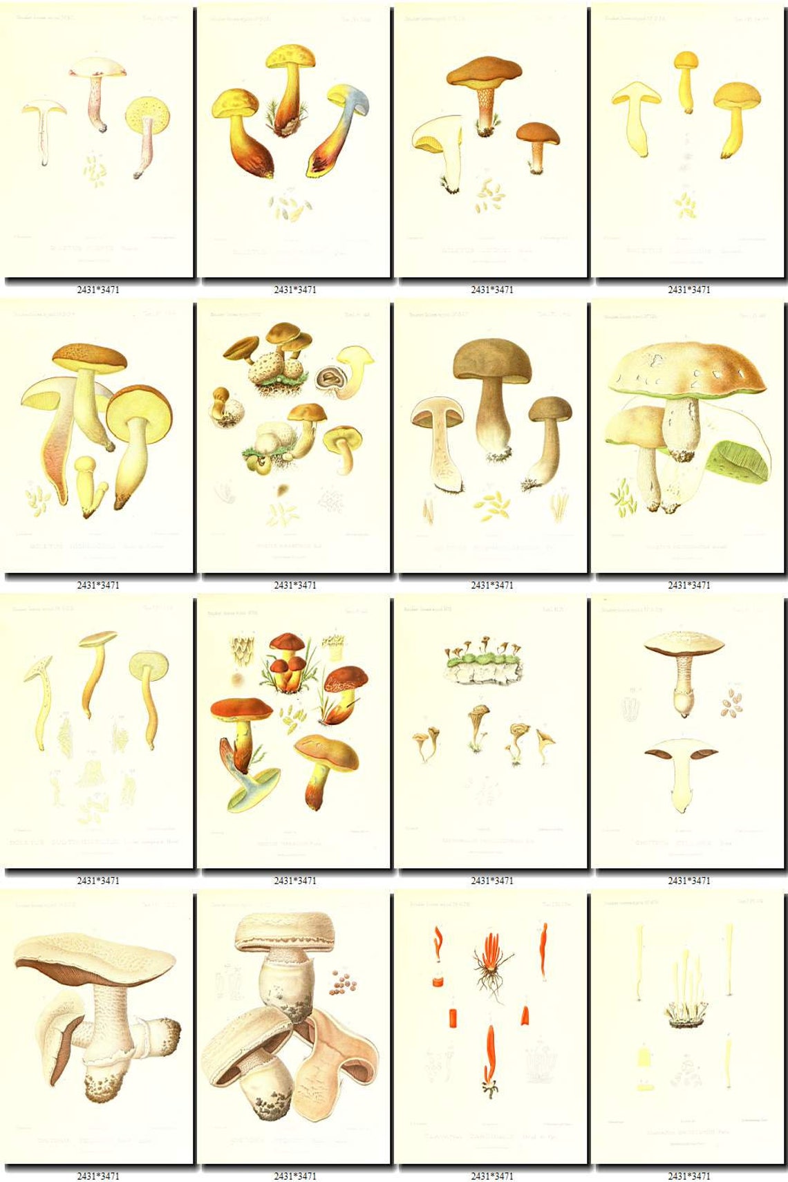 MUSHROOMS-10 Collection of 199 vintage images High resolution | Etsy