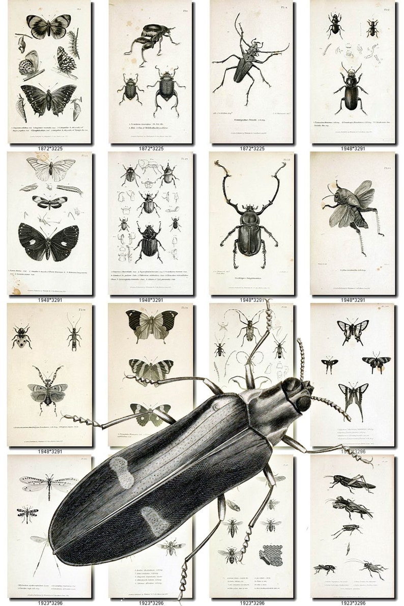 Insects-38-bw Collection of 172 Vintage Illustrations Beetles | Etsy