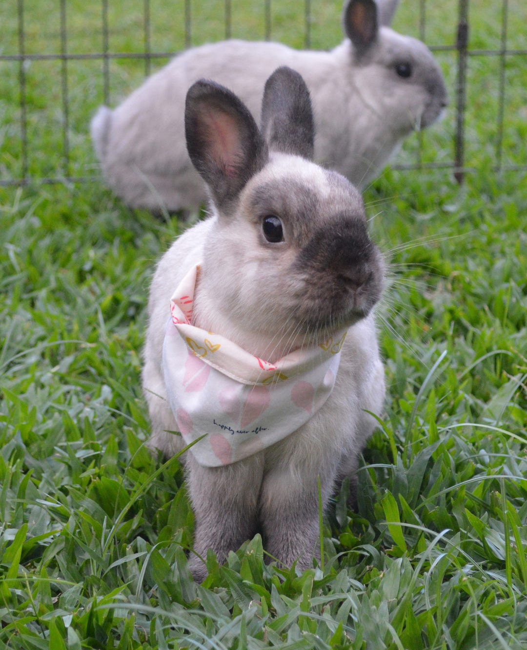 True Love Valentine's Day Reversible Pet Bandana, Bunny Bandana, Small ...