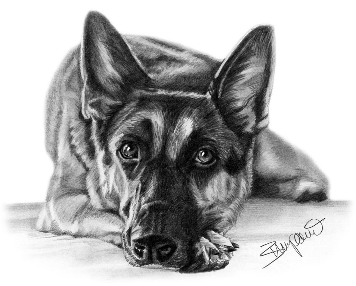 Pet Pencil Portraits of Dogs, Cats and Any Pet - Etsy