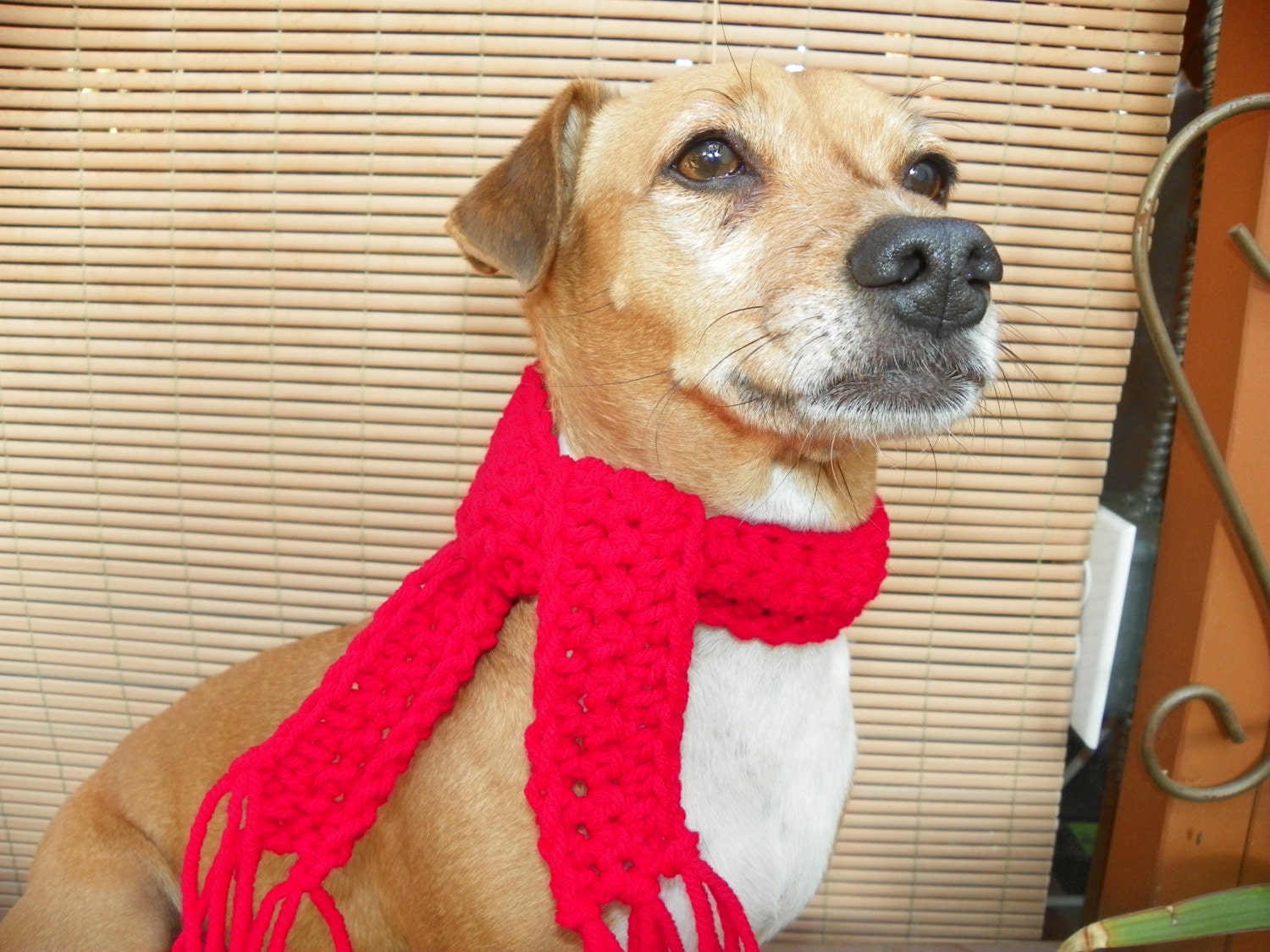 Dog Scarf Neck Warmer Sizes Xxsmall-5xlarge Hand Made - Etsy