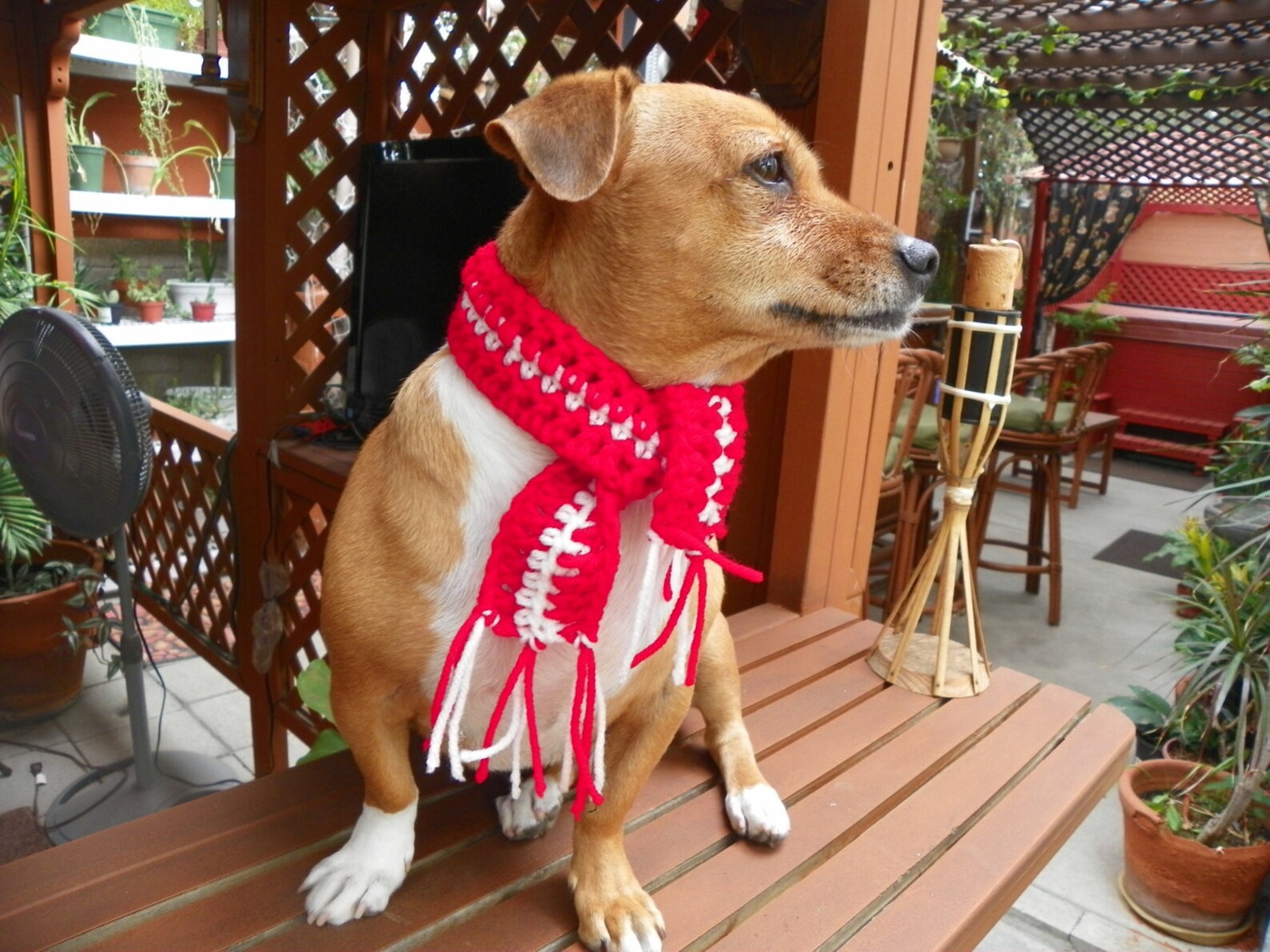 Christmas Dog Scarf Red With White Holiday Sprit Sizes - Etsy