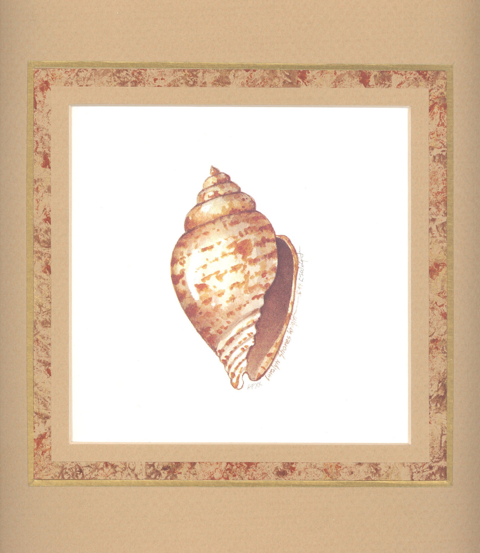 Miter Shell 10 X 10 Custom Matted Lithograph - Etsy