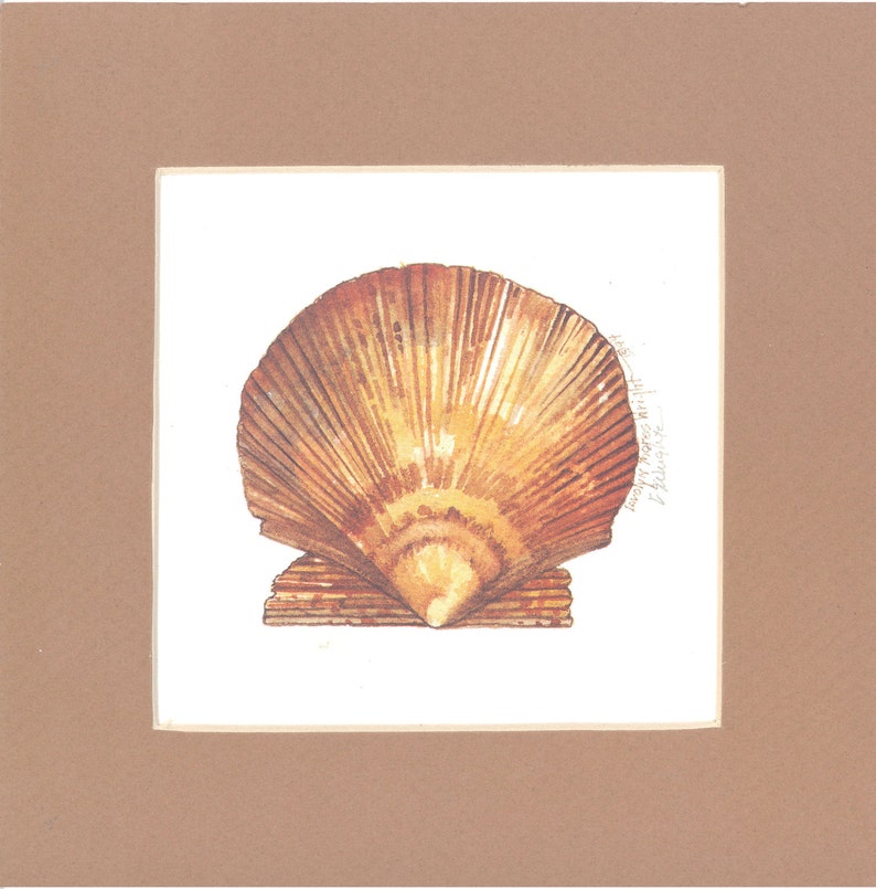 Pacific Scallop Shell 8 X 8 Lithograph - Etsy