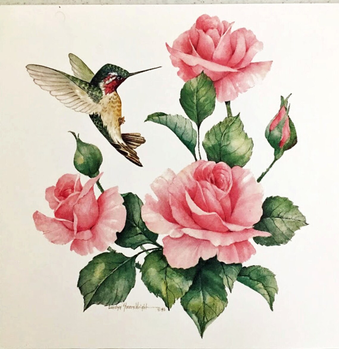 Colibrí de Anna con Rosas I 11.75 x 11.75 litografía - Etsy México