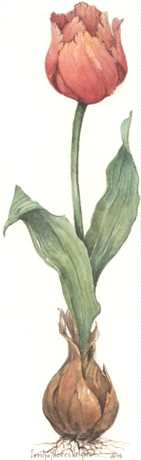 Tulip I 11 X 5 Lithograph - Etsy