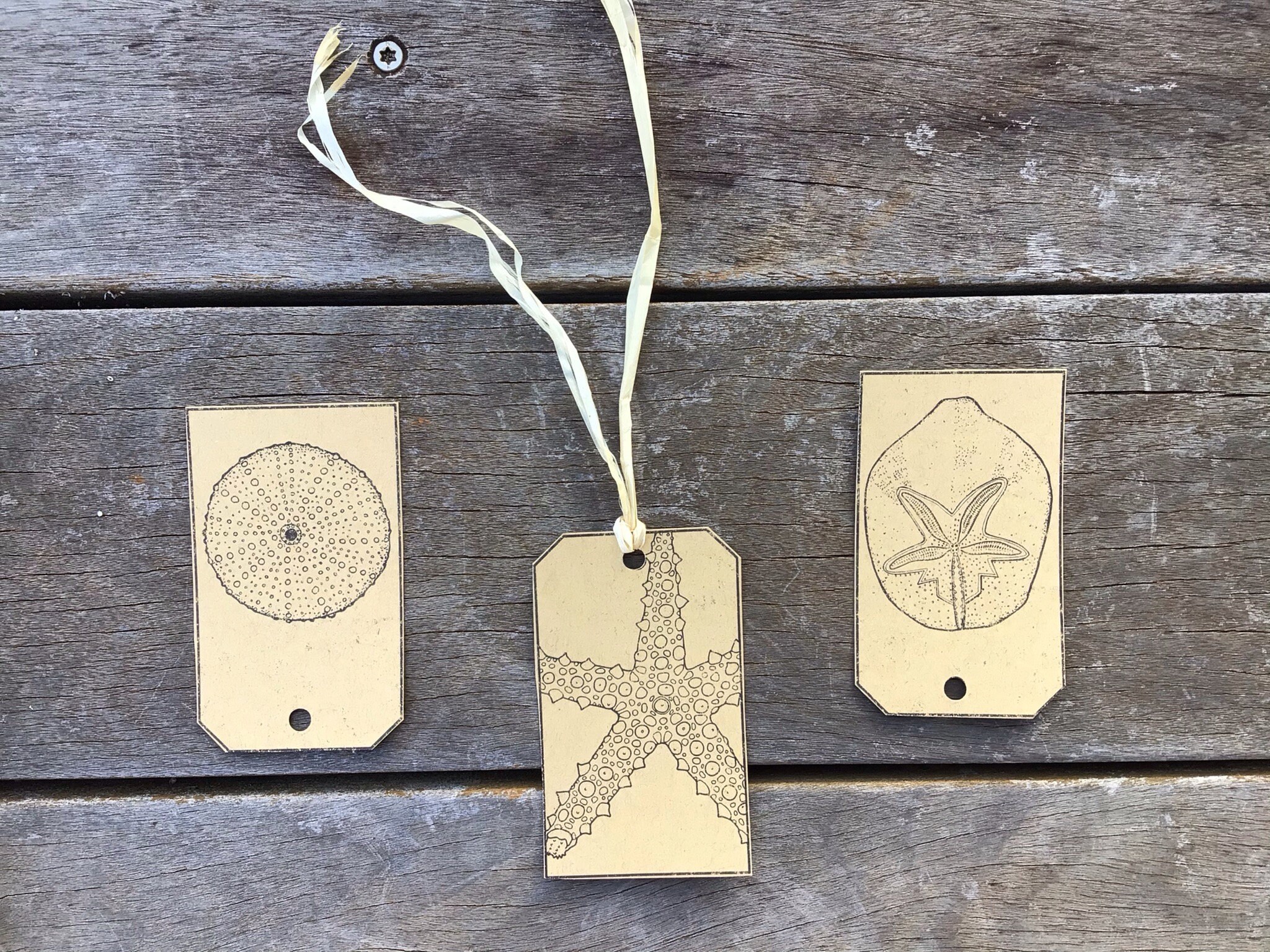 Printable Vintage Seashell Gift Tags Vintage Sea Urchin Gift - Etsy