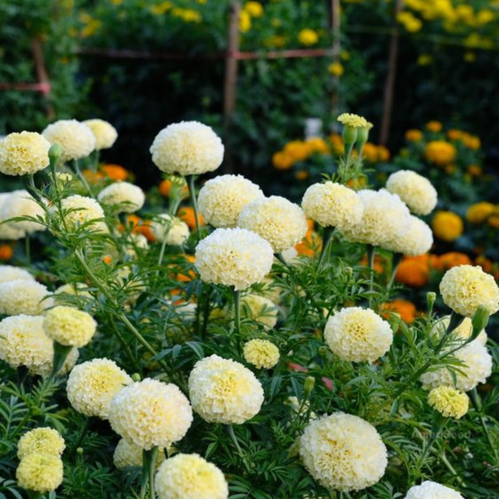 25 Moonlight Marigold Seeds - Non-gmo - Free Shipping - Heirloom Flower ...